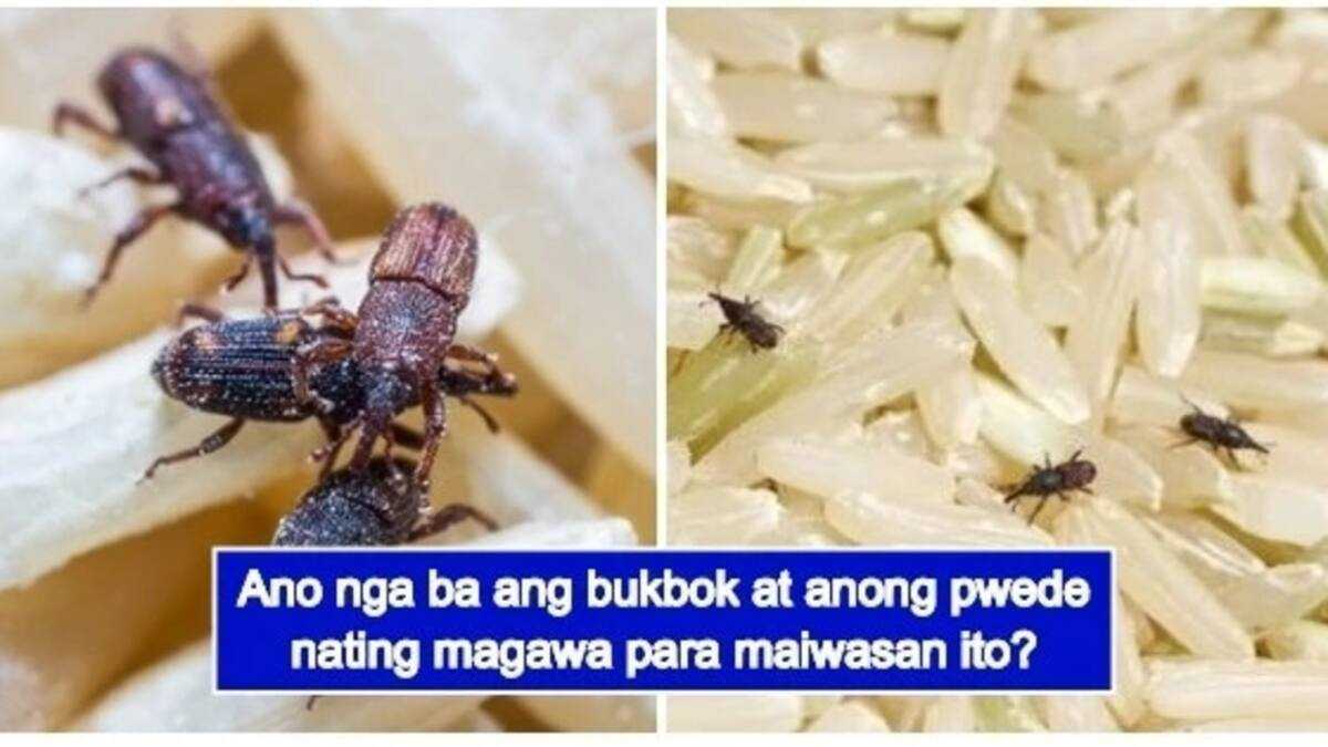 Explainer: What is bukbok and how can these bugs be exterminated ...