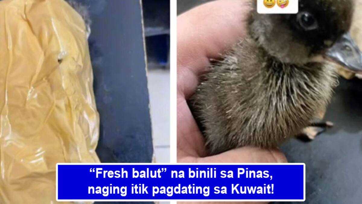 OFW, bumili ng balut mula sa Pinas, dumating sa Kuwait isa nang buhay ...
