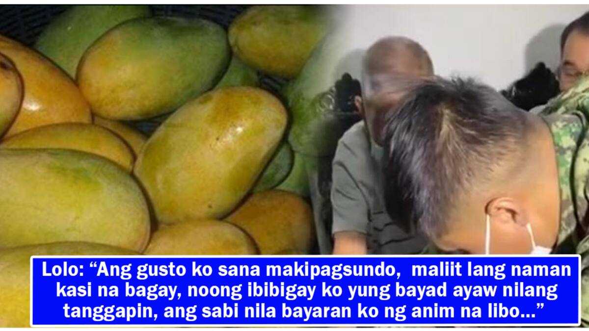 80-anyos na Lolo, kinasuhan dahil sa umano'y pagnanakaw ng mangga - KAMI.COM.PH