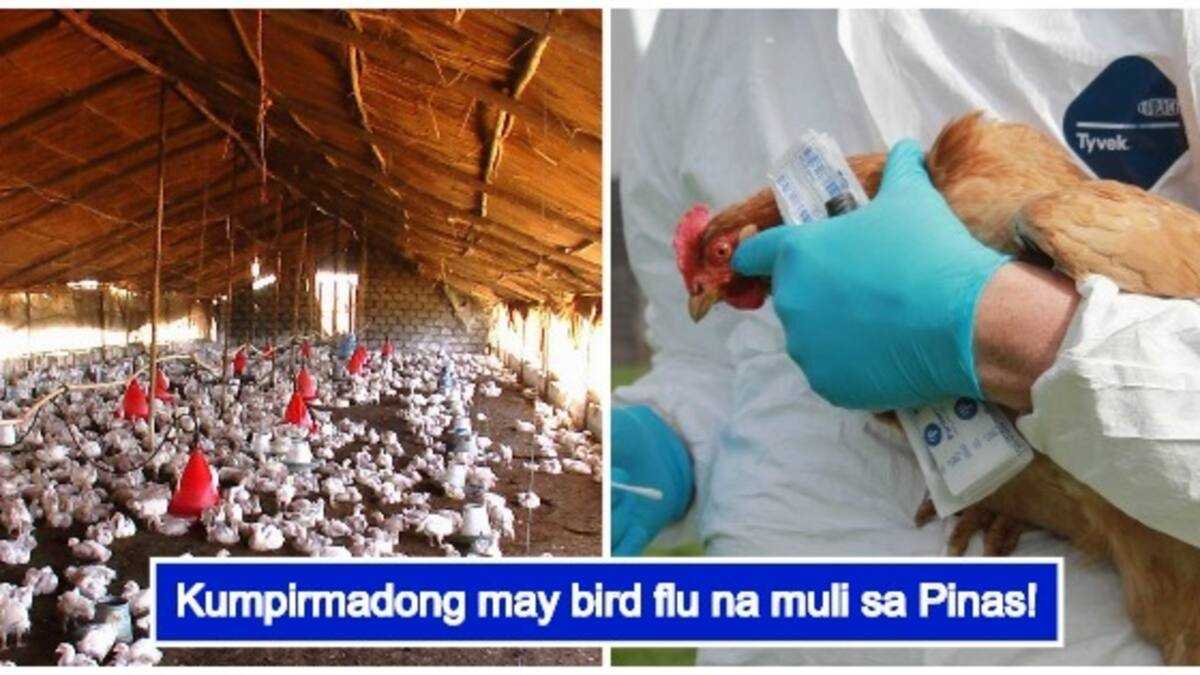 Breaking: Department of Agriculture confirms bird flu outbreak in PH ...