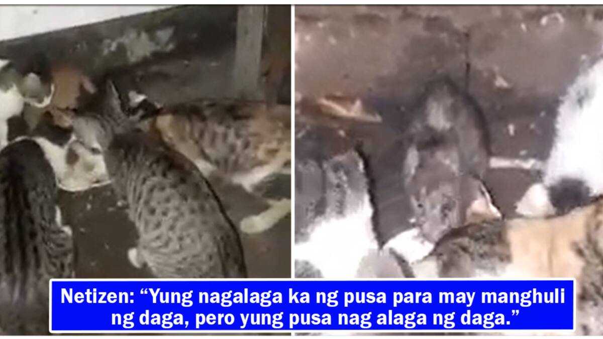 Video ng mga pusa na kasalo sa pagkain ang isang daga, kinaaliwan ...