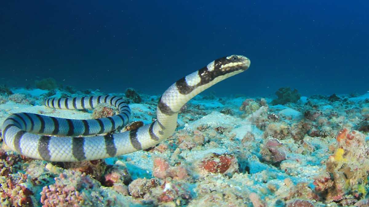 Up close with a sea krait or “walo-walo”: Venomous sea snake joins ...