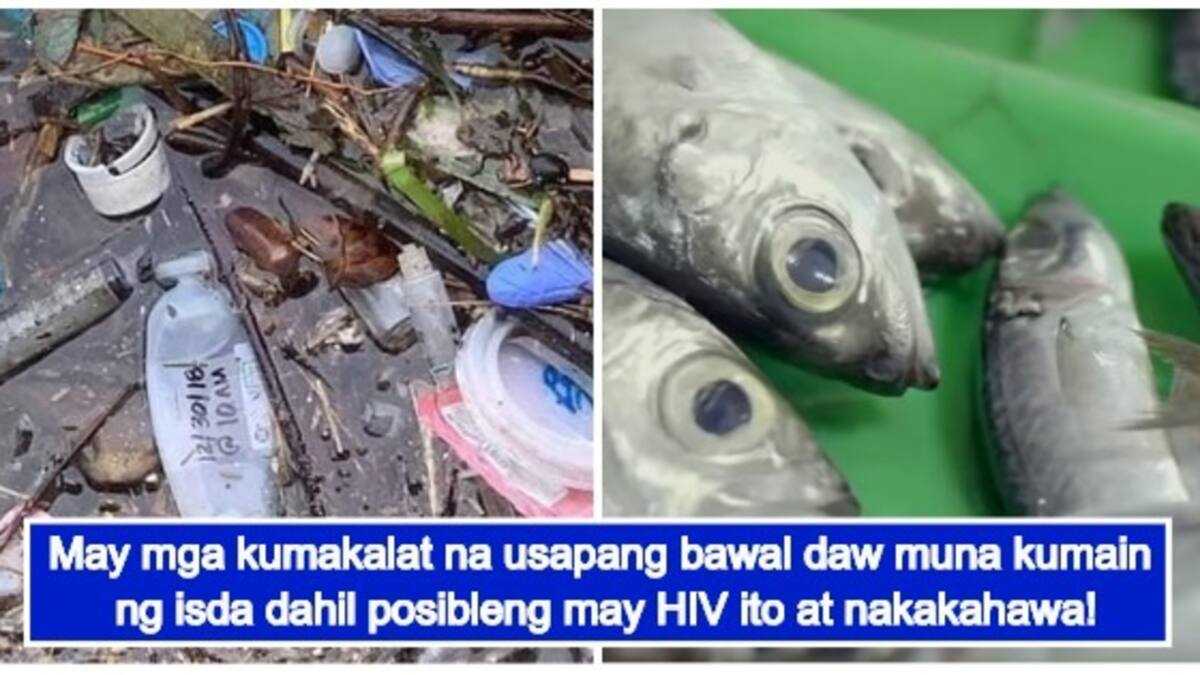 Fact check: Can HIV be acquired from infected fish? - KAMI.COM.PH