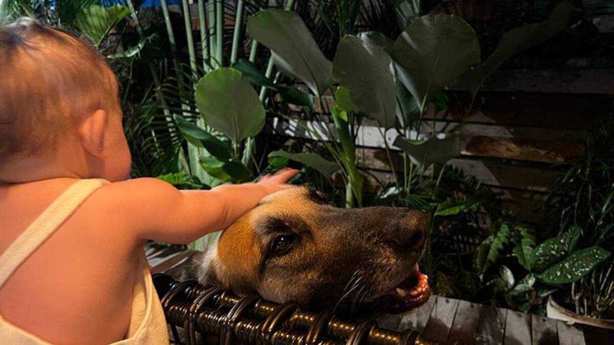 Video ni Baby Bean na nanggigigil sa kanilang German Shepherd, viral ...