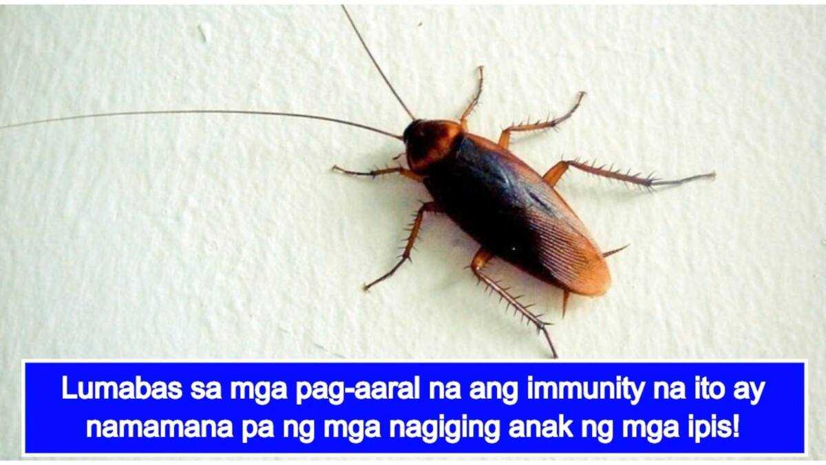 Mga ipis, unti-unti nang 'di tinatablan ng insecticide ayon sa pag ...