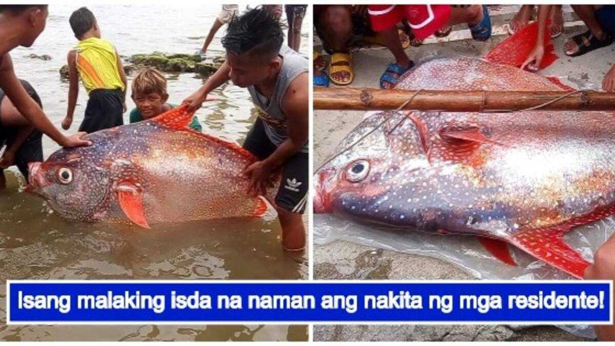 Malaking isda, nahuli ng mga mangingisda matapos ang malakas na lindol ... Malaking isda, nahuli ng mga mangingisda matapos ang malakas na lindol ...