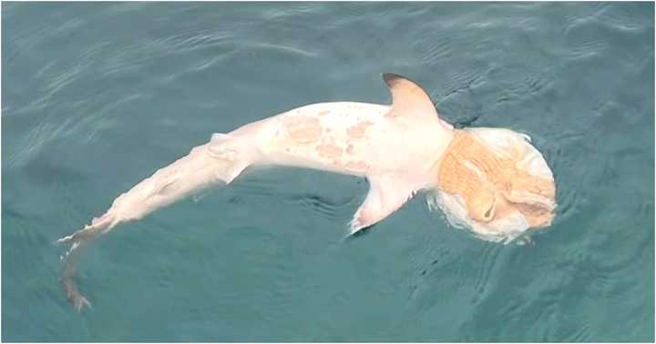 Dead shark seen in Zamboanga City with a diaper on its face - KAMI.COM.PH